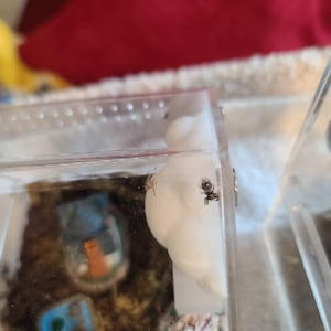 JC Decorated Hexagon Enclosures - Etsy