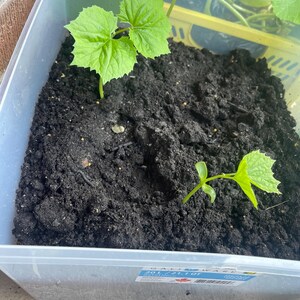 LARGE PACKAGE| 12 Seeds of Hybrid F1 Bitter Melon | Bitter Gourd ...