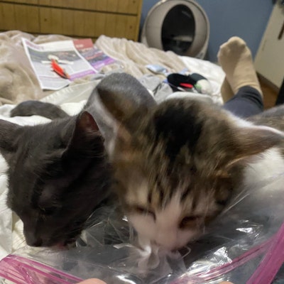 Cat Fin 5 Pack FIVE 5 Cheerful Assorted Cat Pyramid Toys Organic Catnip ...