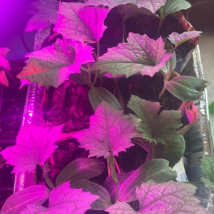 35 Organic Loofah Seeds Luffa Edible Squash Sponge Harvest Non-gmo ...