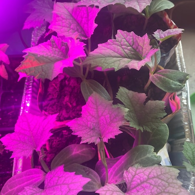 35 Organic Loofah Seeds Luffa Edible Squash Sponge Harvest Non-gmo ...