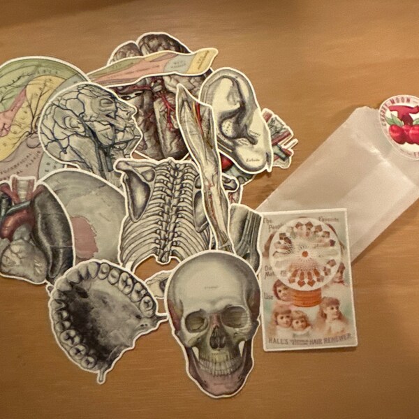 Antique Anatomy Stickers Pack. Vintage Anatomy Stickers, Vintage ...