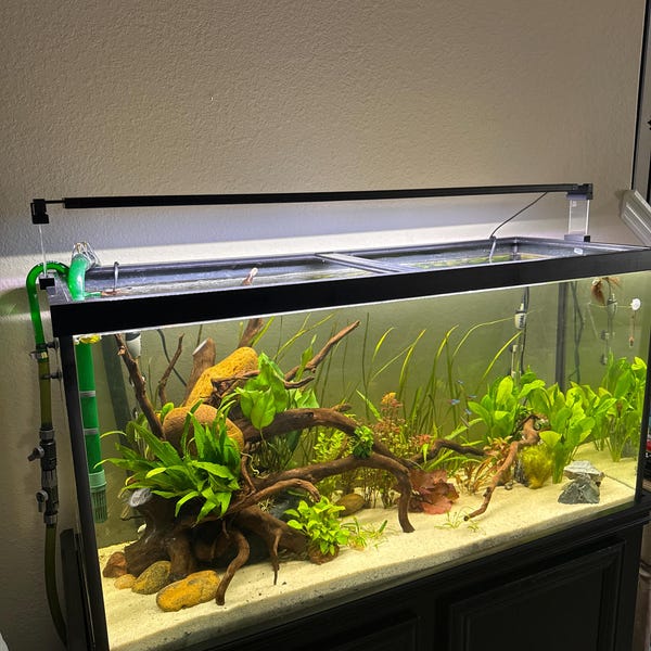 Finnex Stingray Original LED Light Riser, Attractive Stable Elevated ...