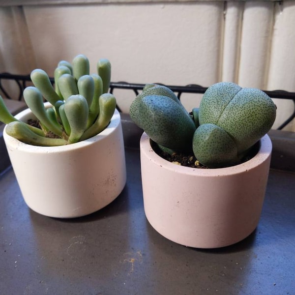 Concrete Pot | Small Cylinder Concrete Pot | 2’’ Concrete Planters ...