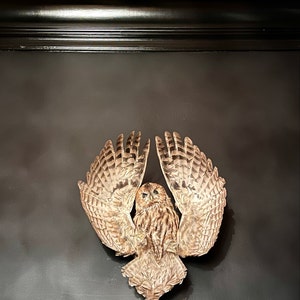 Silver Fox vulpes Vulpes Taxidermy Wall Mount Life Size - Etsy