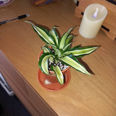 85 100cm Monstera Deliciosa Taurii XL Swiss Cheese Plant - Etsy UK