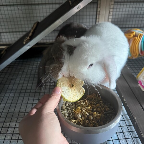 Gourmet Mini Donut Treats for Rabbits | Quality Treats for Rabbits ...