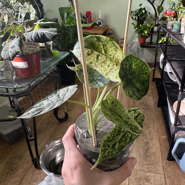 Hunter's Venom African Violet Live Plant, Young Starter in a 4" Pot ...