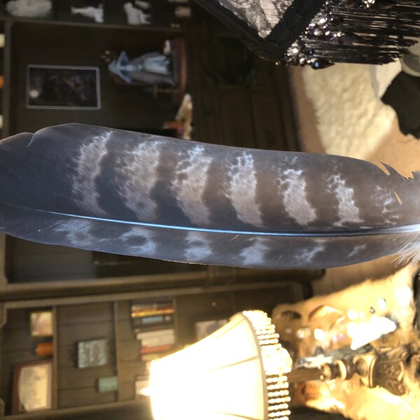 Forged Iron Feather Display. Celtic Spiral. Handmade, One of a Kind - Etsy