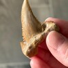 Extra Rare Macrorhizodus Falcatus Shark Tooth From Dakhla Morocco - Etsy