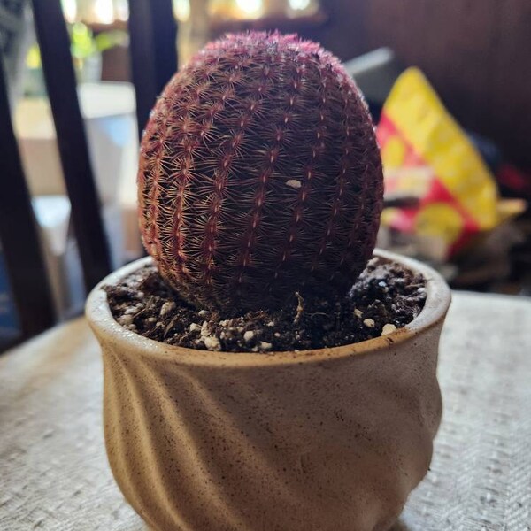 Powder Puff Pincushion Cactus Plant, Fully Rooted, Mammillaria Bocasana ...