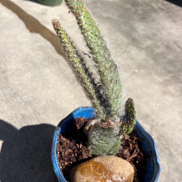 Cactus - Hairy Roger - They Are All Having Babies!!opuntia Engelmannii ...