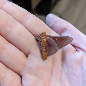 REAL Orb Weaver Teardrop Spider on Real Preserved Spider Web - Etsy