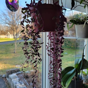 Trailing Jade Plant 8 Inch Purple Tip Jade Plant - Etsy