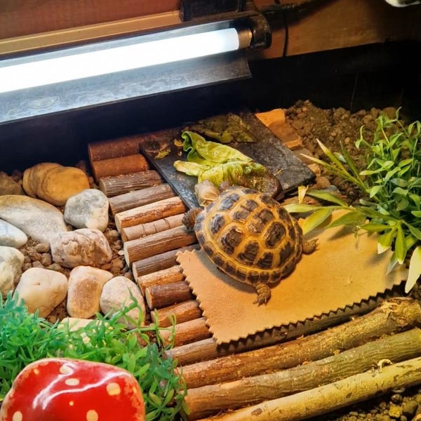 Sample Size Dried Flower Powder for Tortoises , Tortoise Pet Food ...