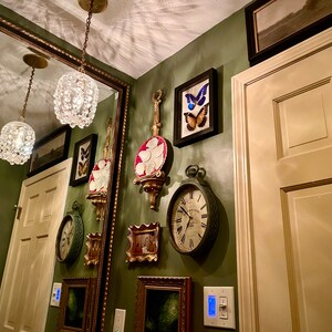 Rare Pink Form Gaudy Commodore Butterfly Framed Taxidermy Precis ...