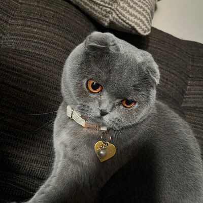 Custom Cat Collar Bell Bow in Blue Corduroy/velvet - Etsy