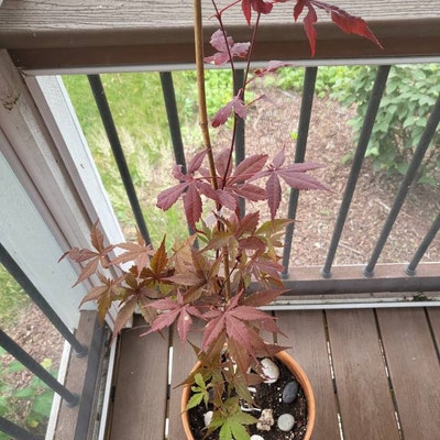 Bloodgood Japanese Maple 18/24 in an ABP Container - Etsy