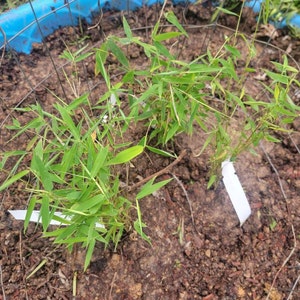 Large Fargesia Rufa, 'sunset Glow' Live Clumping Bamboo Plant - Etsy