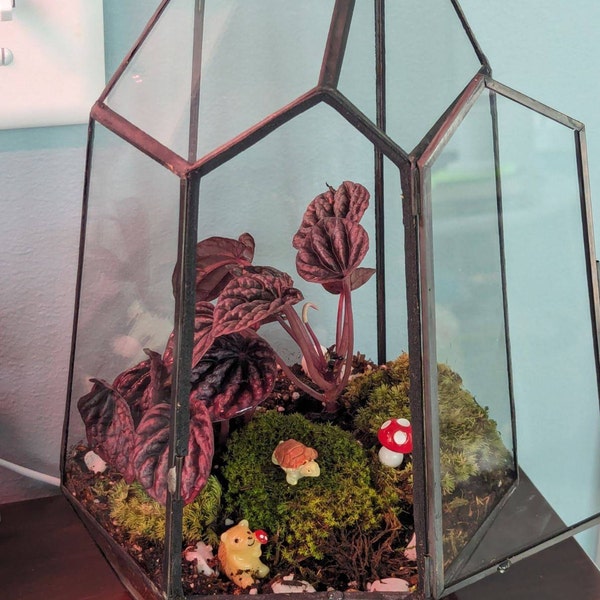Water Terrarium Kit, Water Garden, Birthday Gift for Nature Lovers ...