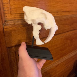 Skeleton Human Hand right Hand Prop Sculpture | Etsy