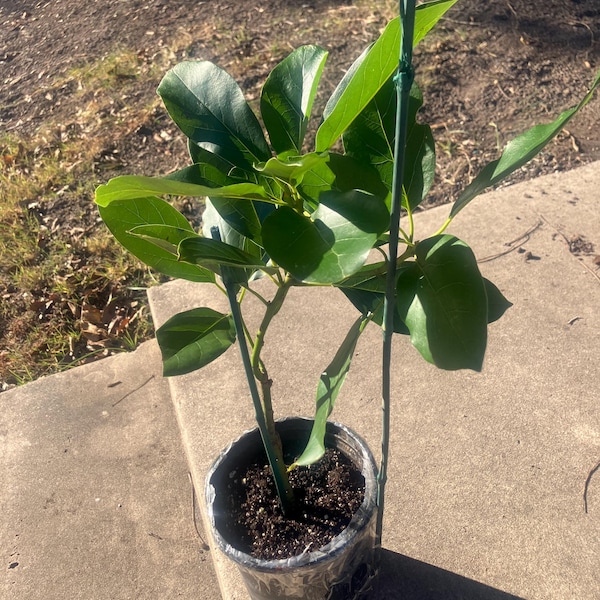 Donnie Avocado Tree , Grafted in 6" Pot - Etsy