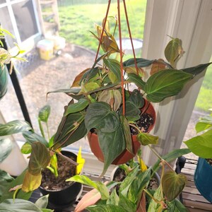 Philodendron Silver Sword Plant 4 Pot - Etsy
