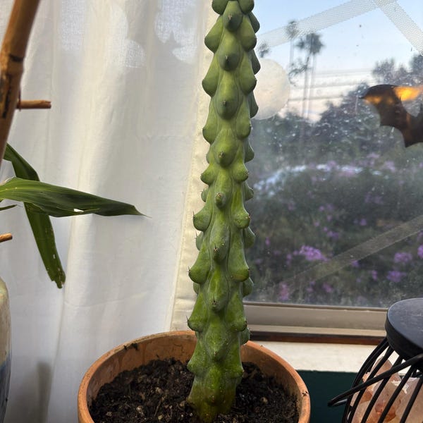 Boobie Cactus, Myrtillocactus Geometrizans Cactus, Rare Cactus, Exotic ...