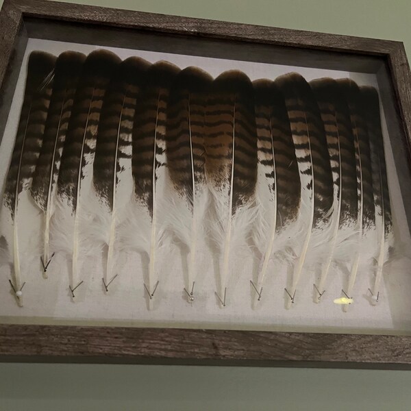 Wing Feathers of the Common Buzzard (buteo Buteo) - Etsy