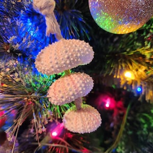 Real Jungle Mud Starfish Orange Brown Amber Color 1 to 3 Pcs 2 to 4 1/2 ...