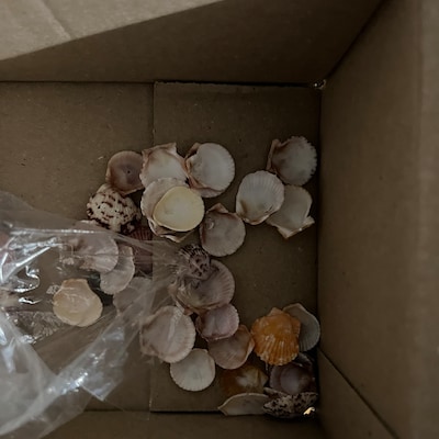 Beach Shells, Beach Seashells, Beach Shell Decor, Craft Shells, Craft ...