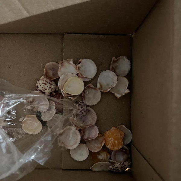 Natural Seashells, Natural Sea Shells, Natural Shells, Craft Seashells ...