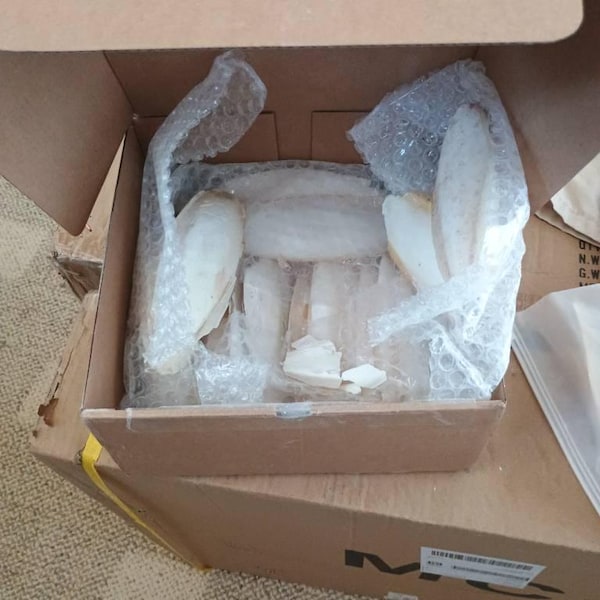 Large Natural Cuttlebone Cuttlefish Bone Bird, Reptile, Turtle Food ...