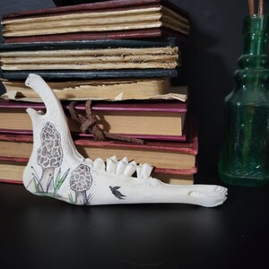 Real Mole Bone Displays. Bone Display. Mounted Mole Bones. - Etsy UK