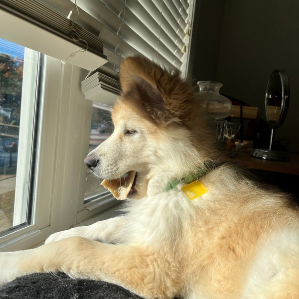 Frosted Dog Tag, Personalized Dog Tag, Dog Id Tag, Cat Name Tag, Pet ...