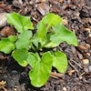 Viola Adunca - Western Dog Violet Seeds - Etsy