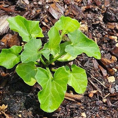 Viola Adunca Western Dog Violet Seeds - Etsy