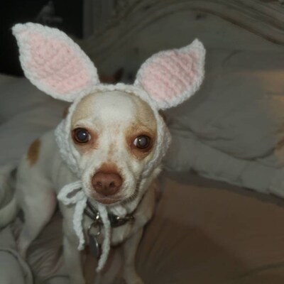 Bunny Rabbit Ear Hat for Cats - Etsy