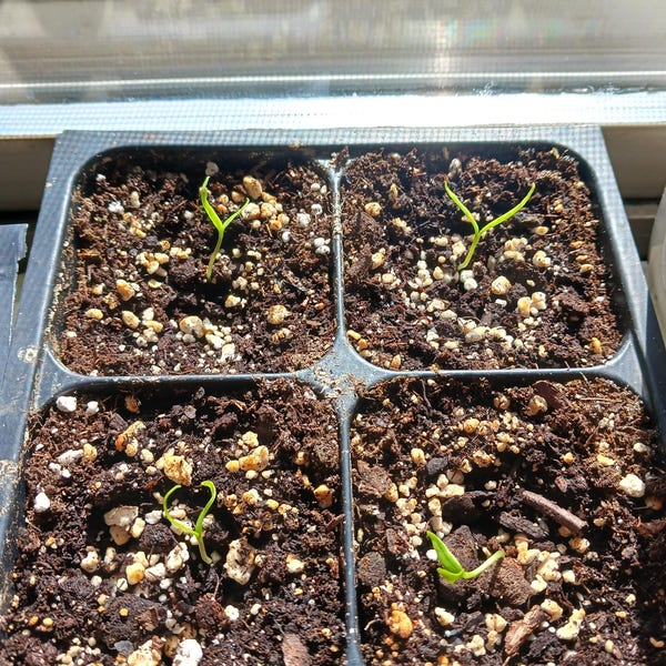 Purple Peach Carolina Reaper Rare Pepper Seeds Premium Packet - Etsy