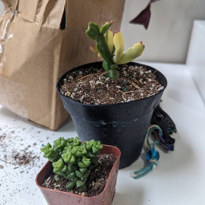 4 Pot of Variegated Christmas Cactus Schlumbergera - Etsy