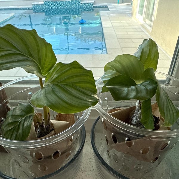 Calathea Orbifolia Starter Plant: Round Foliage Tropical Plant (***all ...