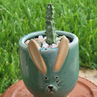 Chinaberry Tree, Pride of India, Bead-tree, Cape Lilac, Persian Lilac ...