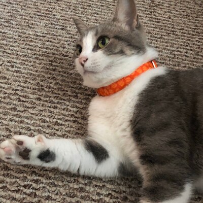 Autumn Cat Collar Fall Cat Collar Holiday Cat Collar Leaves Cat Collar ...