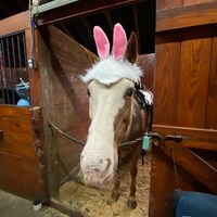 Destrier Horse Costume for Any Size Equine Horse Blanket and - Etsy Canada