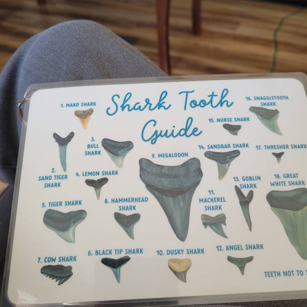 Shark Tooth Identification Guide: Waterproof Beach Reference, Shark ...