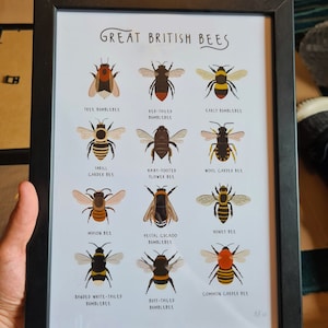 Great British Bees, Bumblebee Print, Bee Poster, Bee Identification ...