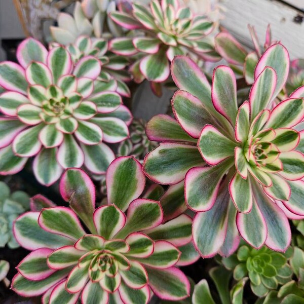 Aeonium Phantom. Rare Succulents. Variegated Aeonium. Holiday Gift for ...