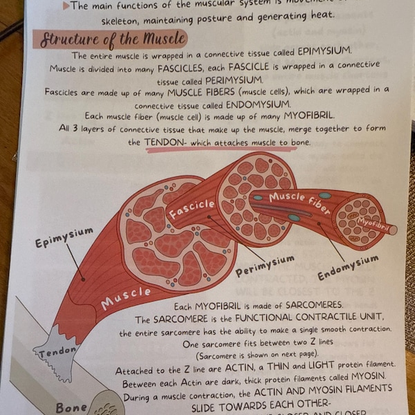 The Skeletal System Study Guide - Etsy