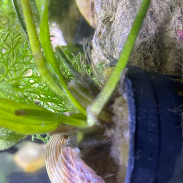 Starter Pack Live Aquarium Plant Aquatic Tropical Fish Java Moss Crypt ...