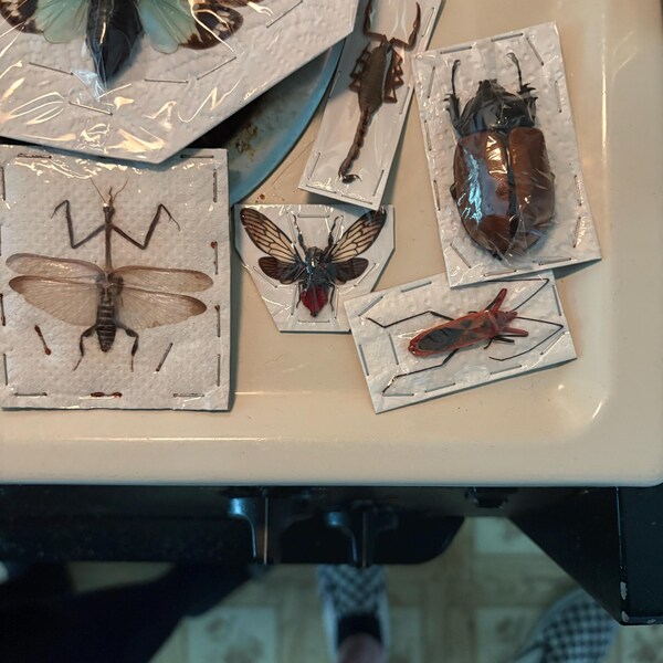 REAL Assorted Bugs and Beetles! Cool Insect Species From Around the ...